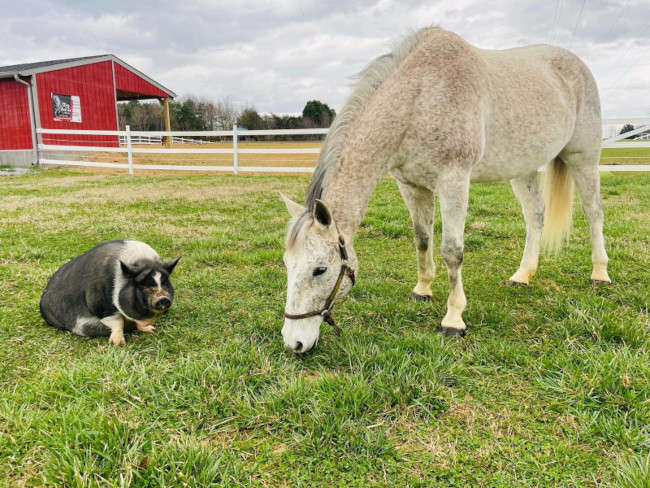 Horse Play, Winston-Salem, NC | Stay Awhile Stables